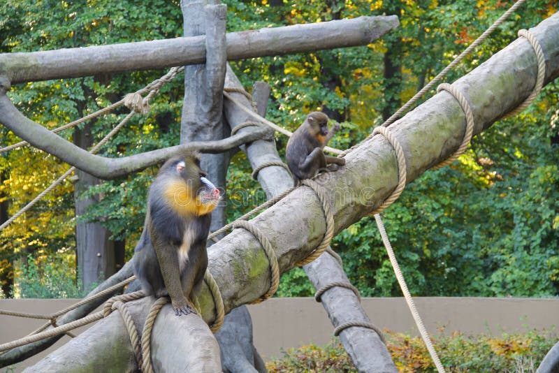 Mandrills foto de archivo. Imagen de monos, bienestar - 129738620