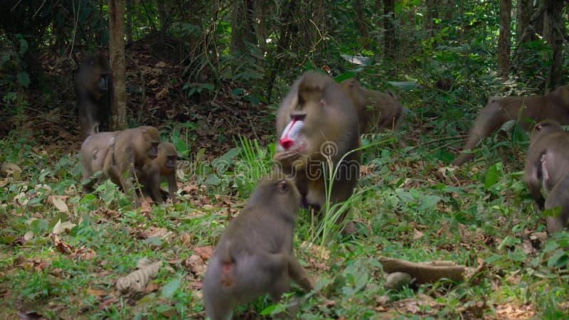 Mandrills in the forest stock video. Video of west, tooth - 240932477
