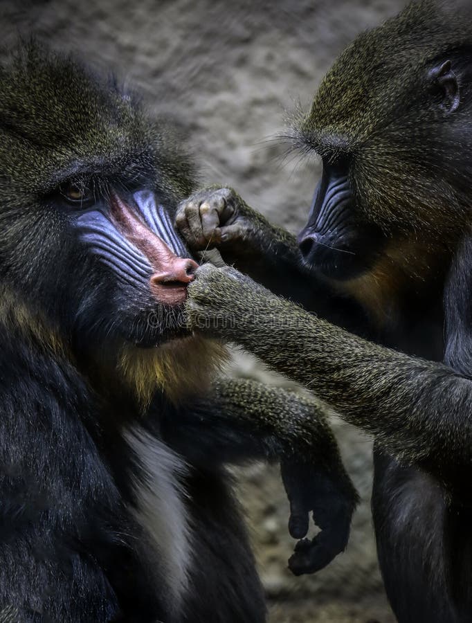 Mandrills grooming stock photo. Image of blue, colors - 112230078