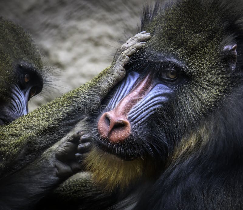 Mandrills grooming stock image. Image of mandrill, gray - 112230109