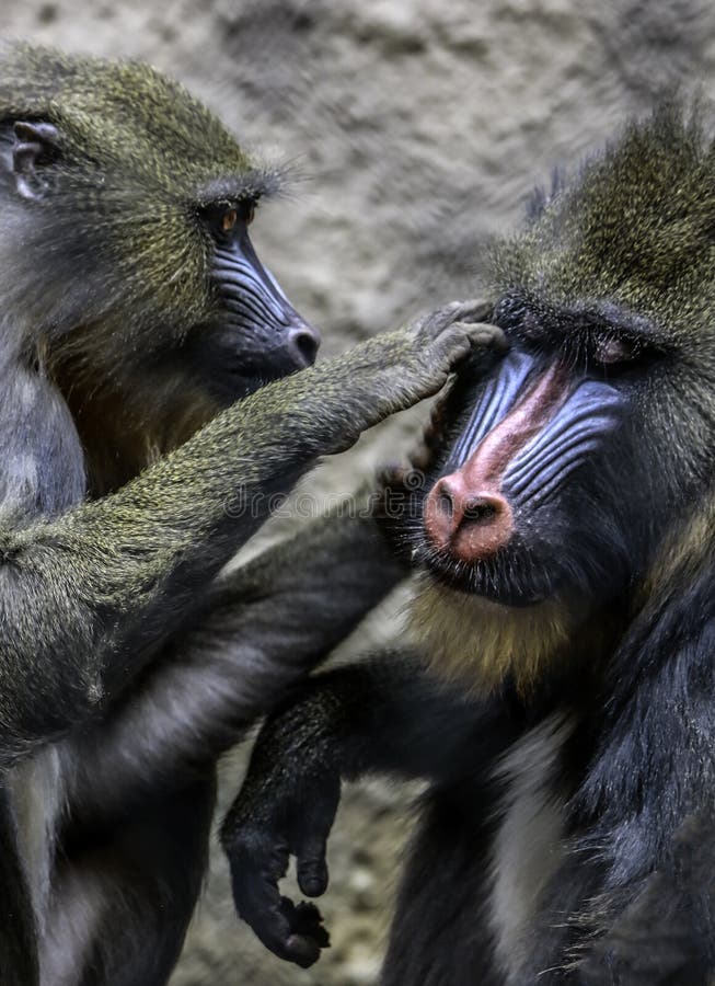 Mandrills grooming stock image. Image of elongated, mandrill - 112230091