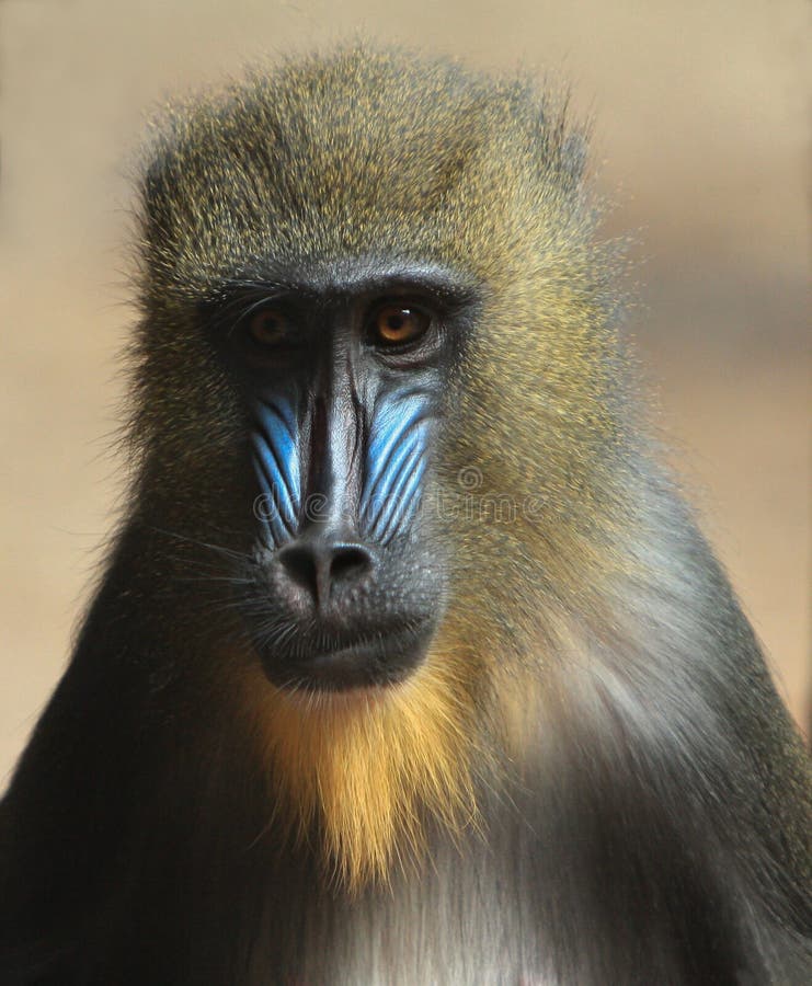 Mandrillus Baboon stock photo. Image of baboon, brown - 11144830