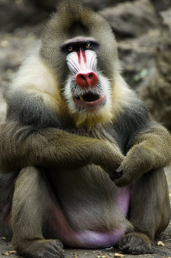Mandrillus sphinx stock image. Image of gaze, sphinx, primate - 2381833