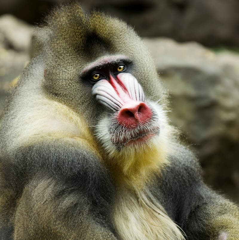 Mandrillus sphinx stock image. Image of wildlife, primate - 2381853