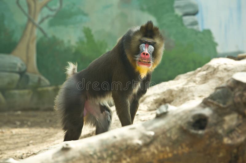 Manlig Mandrill (Mandrillussfinx) I Den Singapore Zoo Fotografering för ...