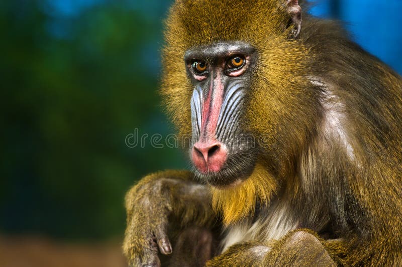 Afrykański Pawian Samiec Mandryl Zdjęcie Stock - Obraz złożonej z ...