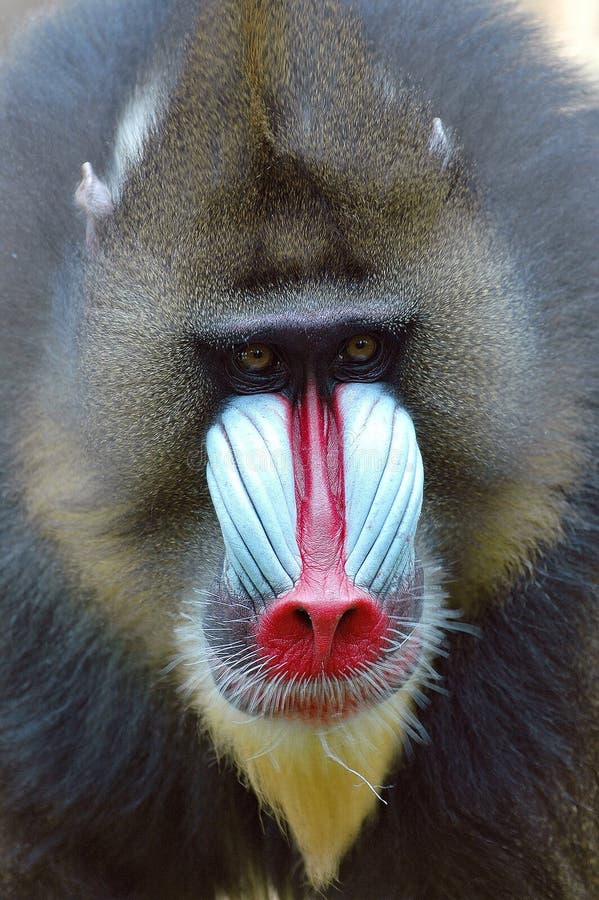 Mandryl małpa obraz stock. Obraz złożonej z portret, małpa - 1535373