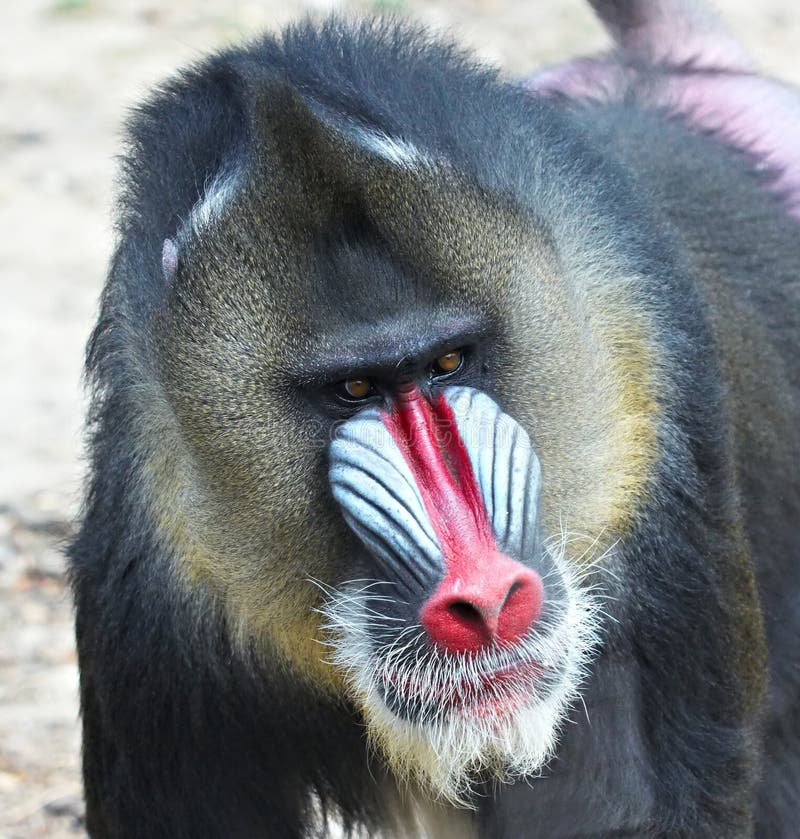 Afrykański Pawian Samiec Mandryl Zdjęcie Stock - Obraz złożonej z ...