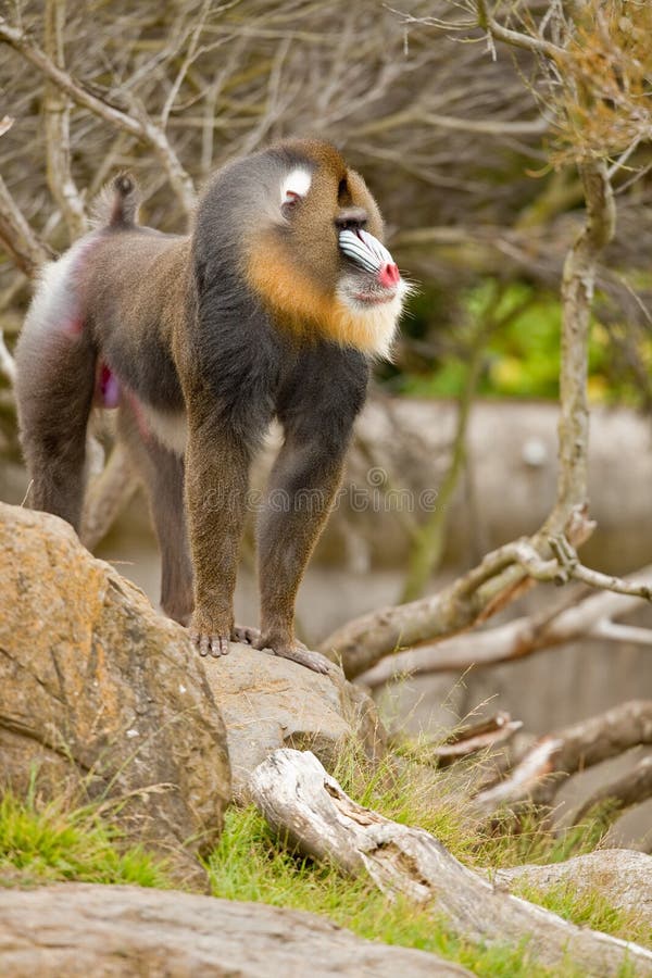 Mandryla mandrillus sfinks obraz stock. Obraz złożonej z istota - 15451299