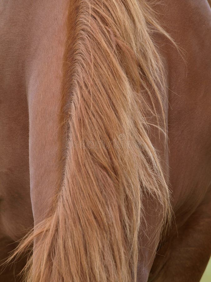 Mane Abstract stock image. Image of macro, mane, neck - 36768647