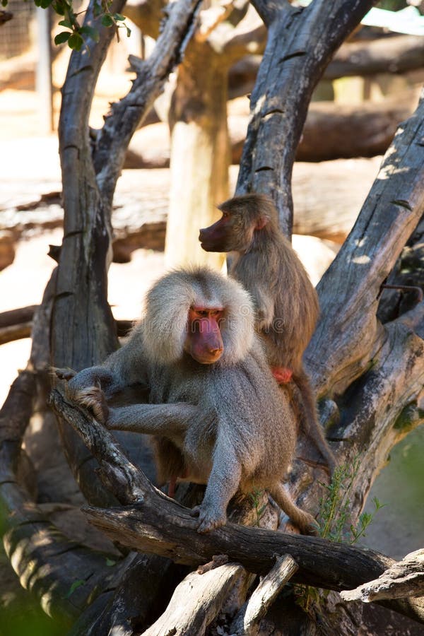 Male baboon on a tree stock image. Image of large, wildlife - 114972925