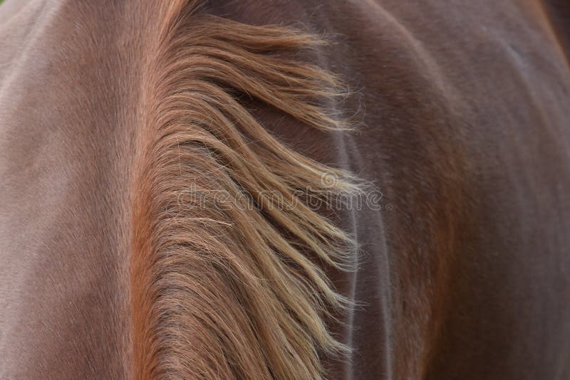 Mane on brown horse stock photo. Image of hair, close - 79348598