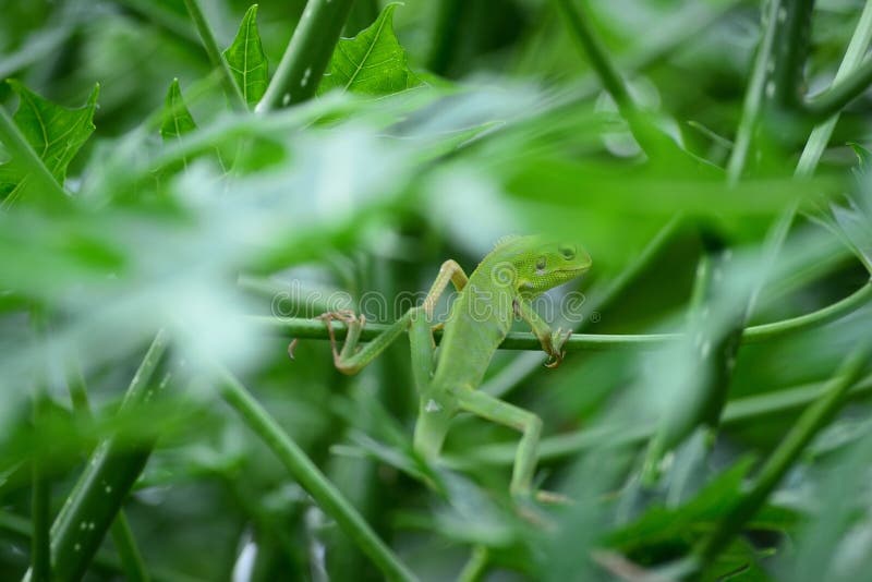 The Mane Chameleon Bronchocela Jubata is a Species of Tree Lizard Stock ...