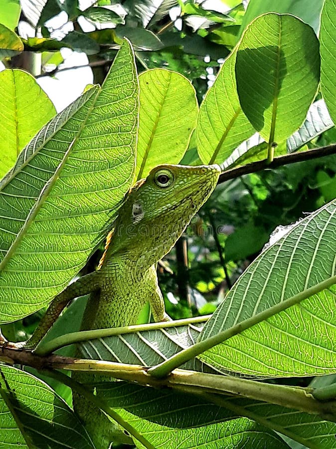 The Mane Chameleon is a Species of Tree Lizard. Enter the Group with ...