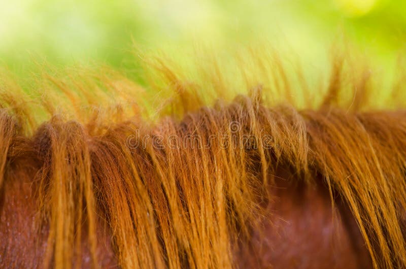 Mane of a horse stock image. Image of movement, purebred - 26691993