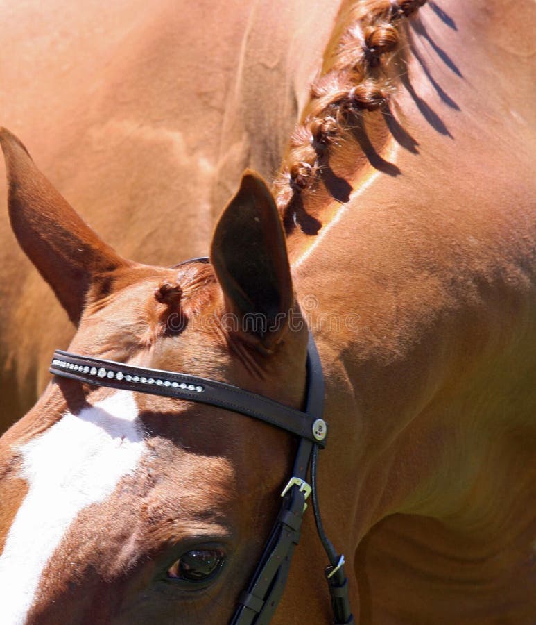 Chestnut Mare Ready for the Showring Stock Photo - Image of neatly ...