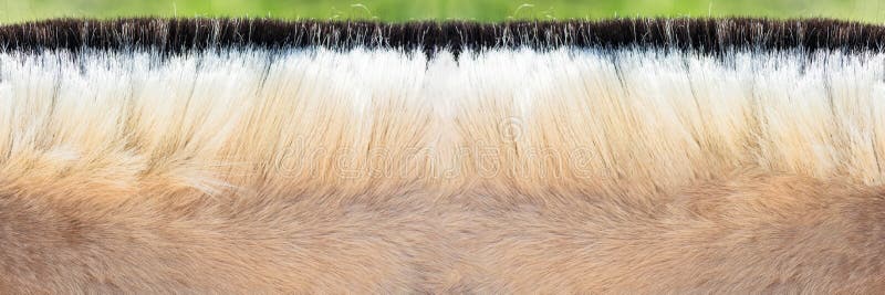 Mane of a pony. stock image. Image of close, single, stern - 88612861