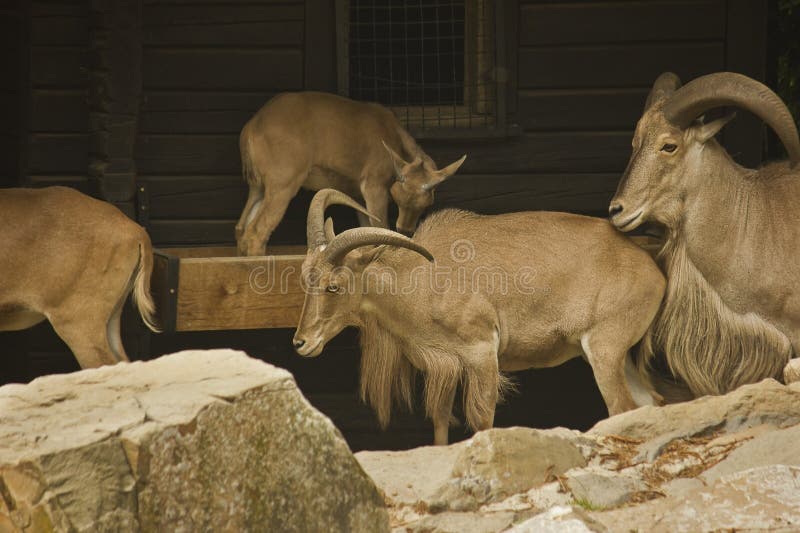 Mane sheep stock image. Image of rocks, herbivore, mane - 279025821