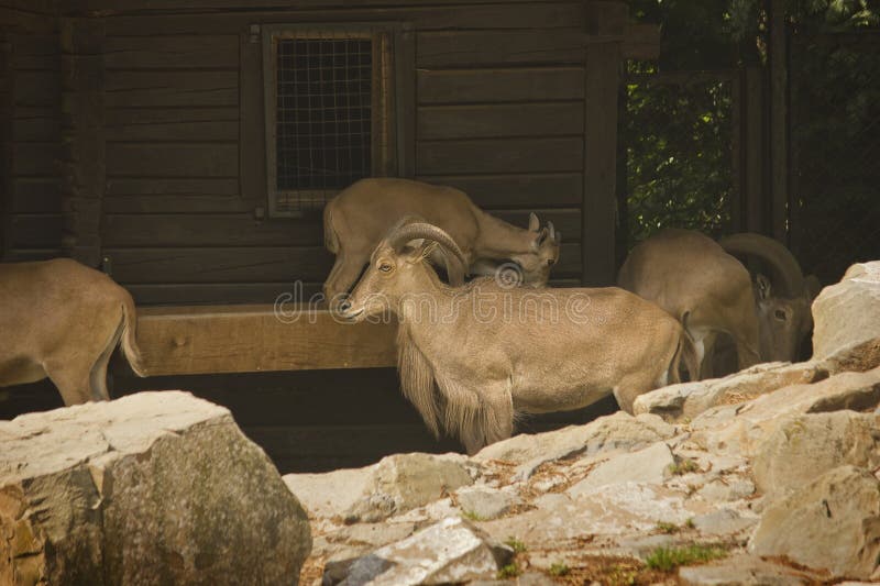 Mane sheep stock photo. Image of life, wild, aviary - 272118778