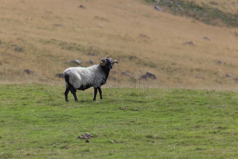 MANECH Black head stock photo. Image of pyrenees, wool - 79262628