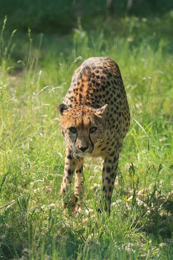 Maned cheetah in zoo stock image. Image of whiskers - 279934573