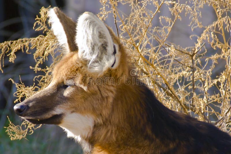 Maned fox stock photo. Image of argentina, maned, carnivore - 7601182