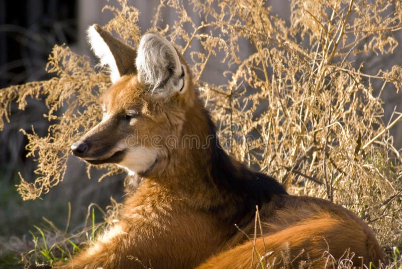 Maned fox stock image. Image of wildlife, threatened, mane - 7818465