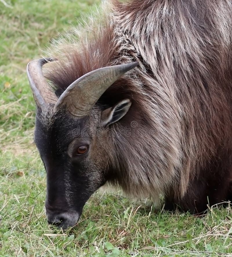 24,393 Ram Animal Stock Photos - Free & Royalty-Free Stock Photos from ...