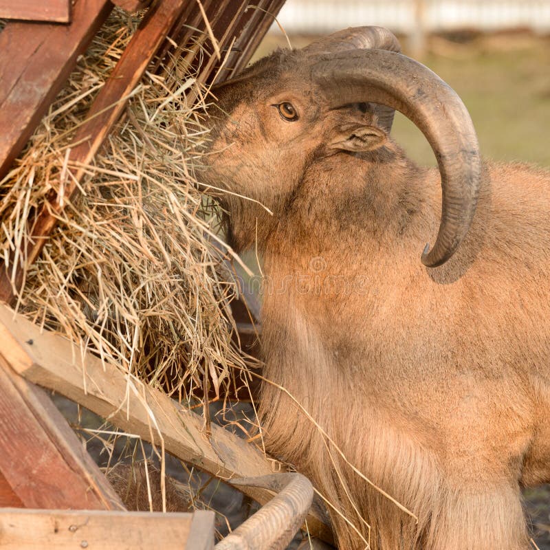 20,339 Ram Animal Photos - Free & Royalty-Free Stock Photos from Dreamstime