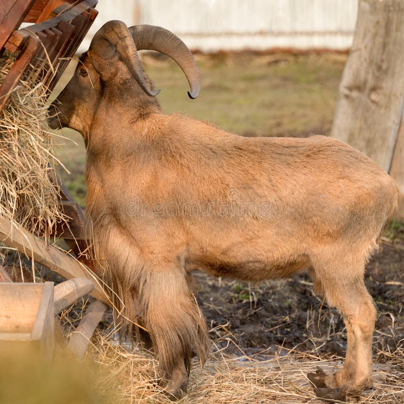 Maned Ram Eats Hay, an Animal in the Zoo. Stock Photo - Image of mighty ...