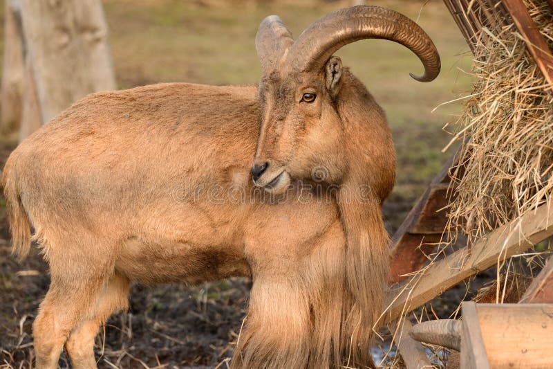 Maned Ram Eats Hay, an Animal in the Zoo. Stock Image - Image of potent ...