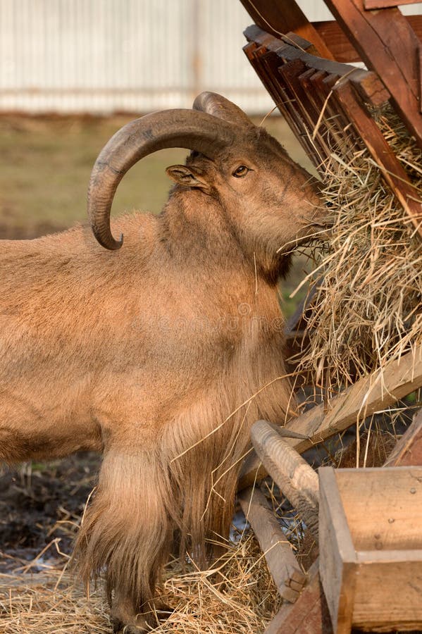 Maned Ram Eats Hay, an Animal in the Zoo. Stock Image - Image of wool ...