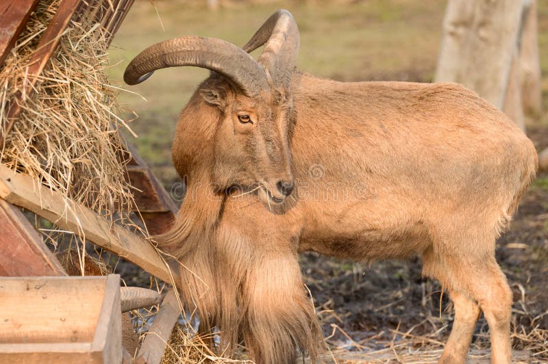 Maned Ram Eats Hay, an Animal in the Zoo. Stock Photo - Image of ...