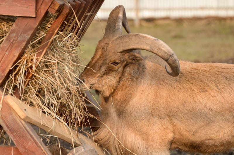 Maned Ram Eats Hay, an Animal in the Zoo. Stock Photo - Image of ...