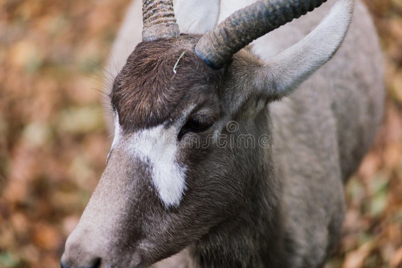 The Maned Ram Eats Hay, Animal in the Zoo, Large Rounded Horns of a Ram ...