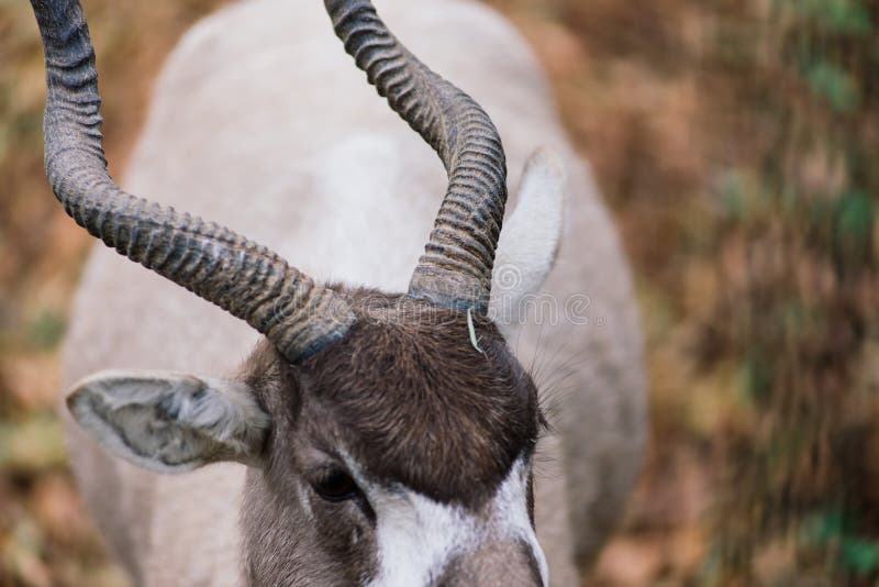 The Maned Ram Eats Hay, Animal in the Zoo, Large Rounded Horns of a Ram ...