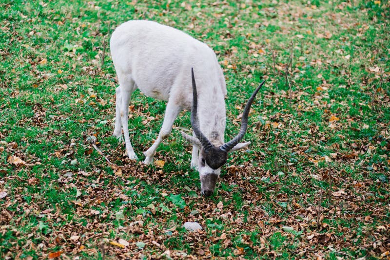 The Maned Ram Eats Hay, Animal in the Zoo, Large Rounded Horns of a Ram ...