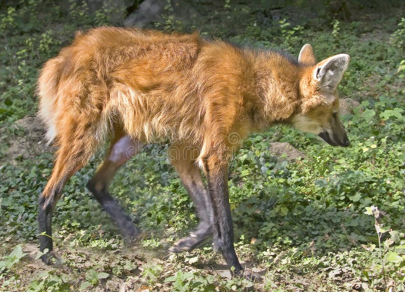 Maned wolf stock photo. Image of outdoors, mammal, amber - 10675734
