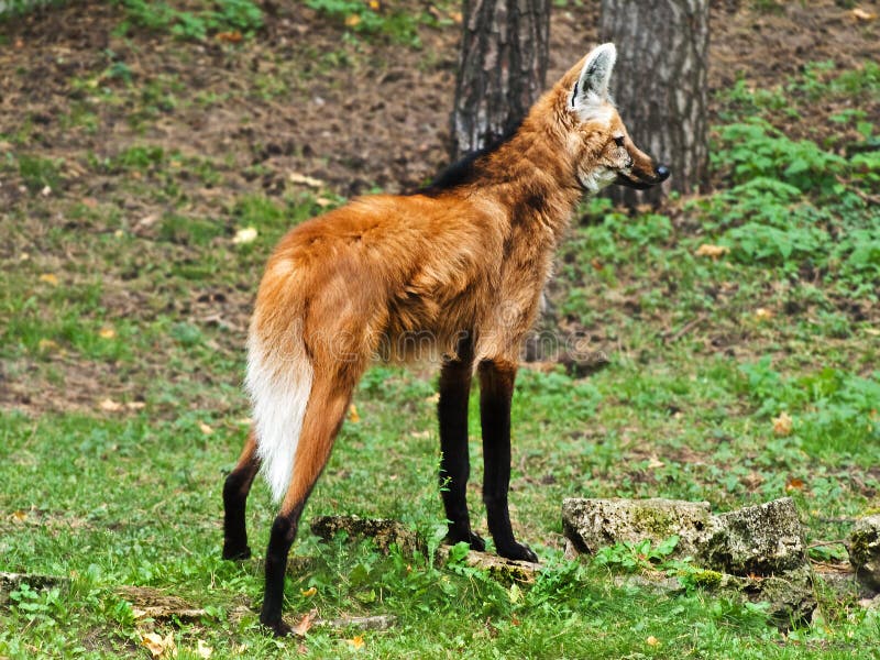 Maned wolf stock photo. Image of wolf, canid, wild, reddish - 14514116