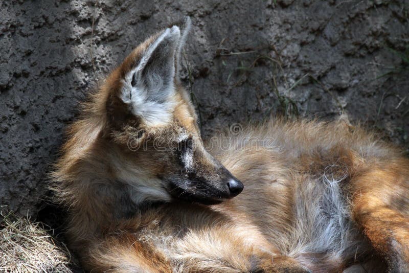 Maned Wolf stock image. Image of hairy, canid, head, lying - 20496465