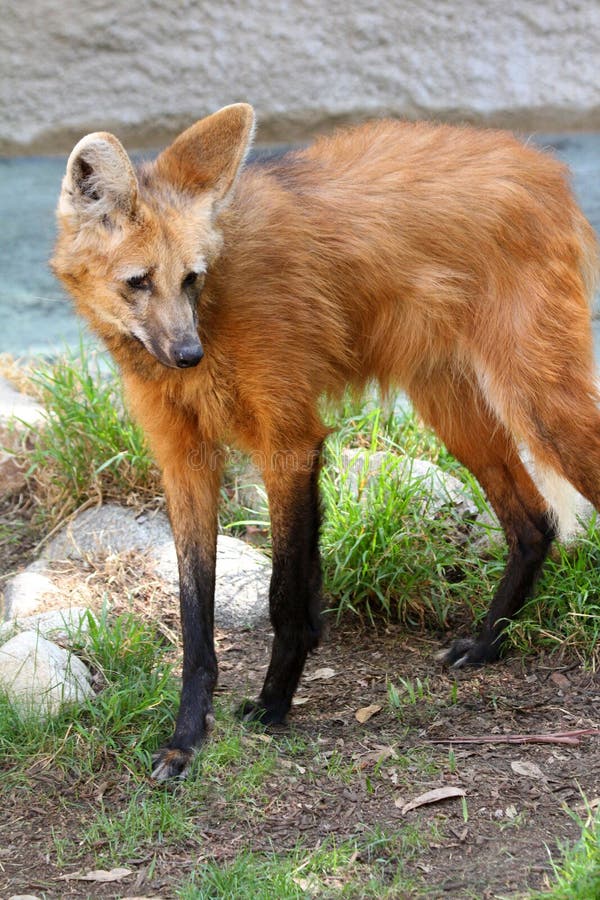 Maned Wolf stock image. Image of carnivore, mammal, bolivia - 21674821