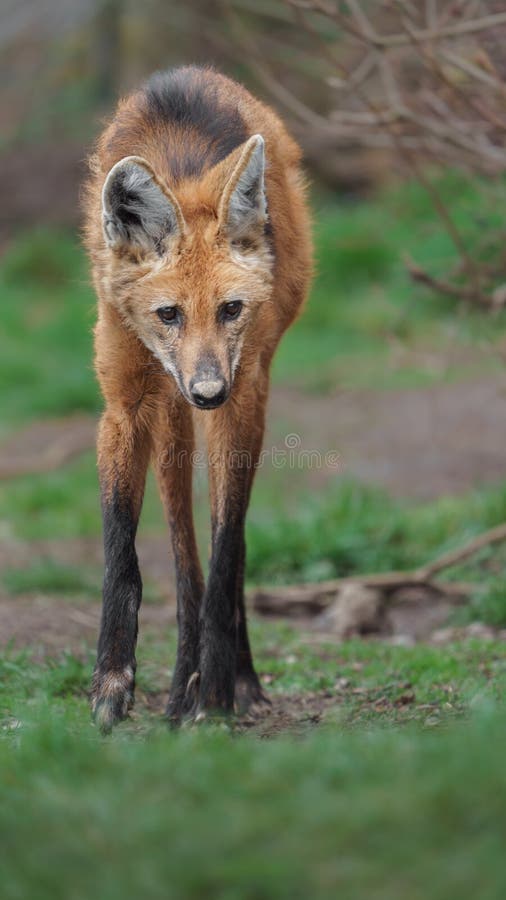 Maned wolf stock photo. Image of look, outdoor, grey - 269863396