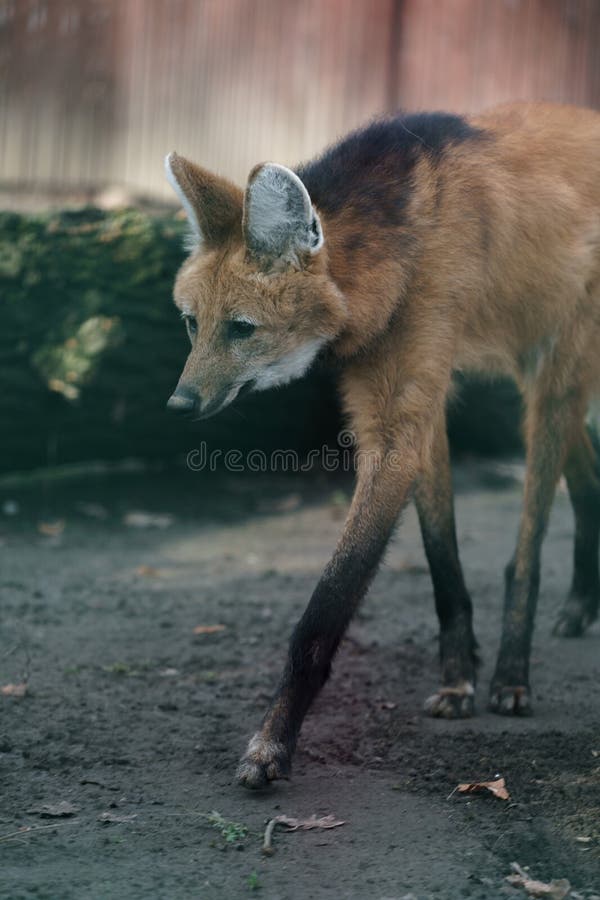 Maned wolf stock photo. Image of force, beast, face - 269866260