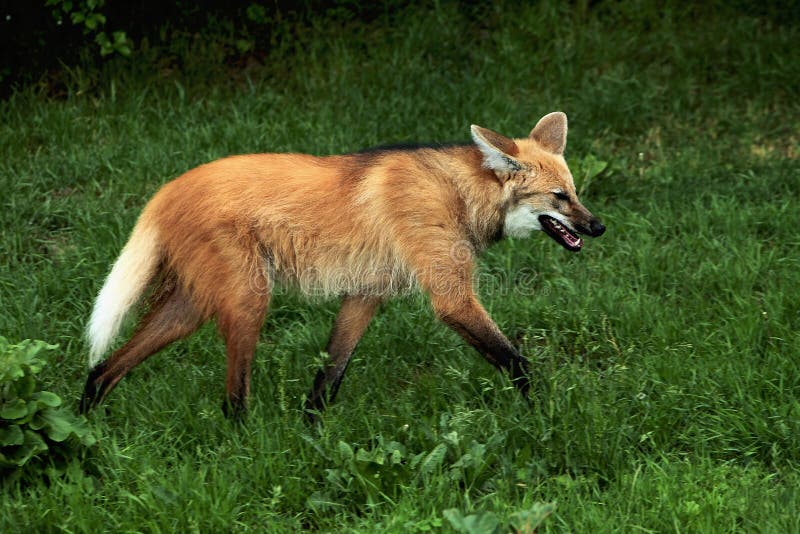 Maned wolf stock photo. Image of wolf, canid, wild, reddish - 14514116