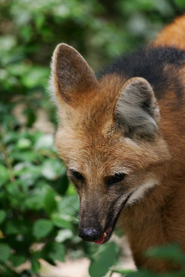 Maned Wolf stock image. Image of animal, wolf, maning - 4406483