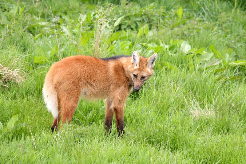 Maned wolf stock photo. Image of wolf, canid, wild, reddish - 14514116
