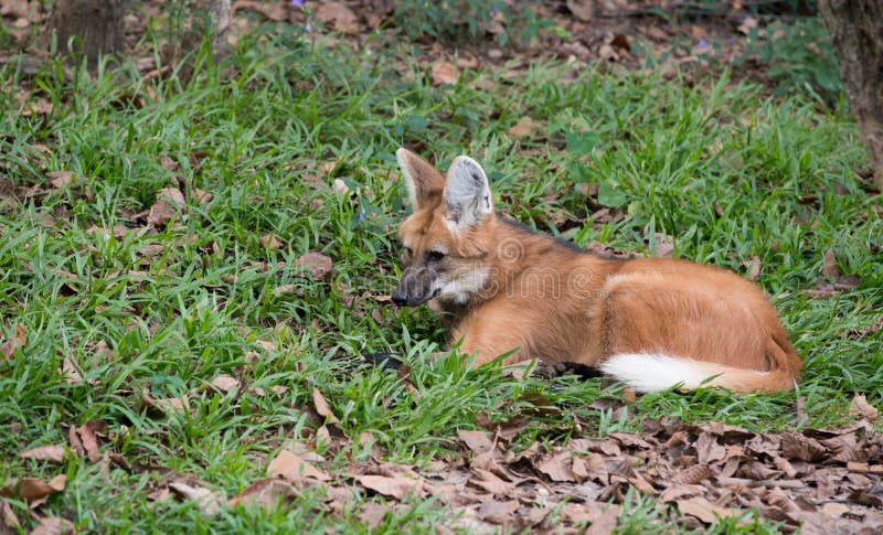 240 Maned Fox Stock Photos - Free & Royalty-Free Stock Photos from ...