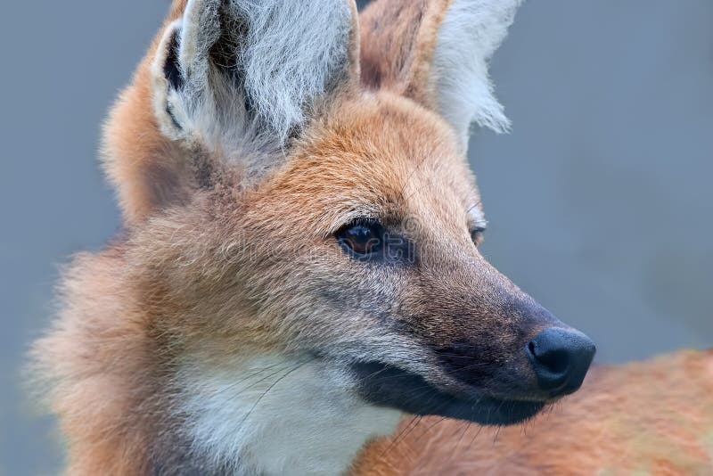 240 Maned Fox Stock Photos - Free & Royalty-Free Stock Photos from ...