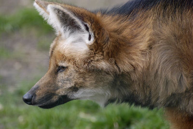 Maned Wolf Stock Photos - Image: 8663223
