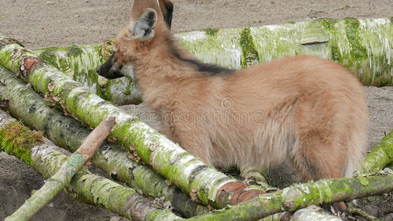 The Maned Wolf, Chrysocyon Brachyurus Stock Video - Video of canid ...